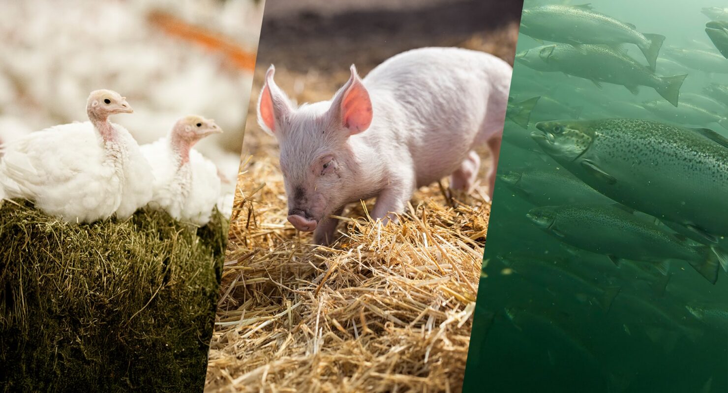 Meet the People and Farms Behind Coles Free Range Pork | RSPCA Approved