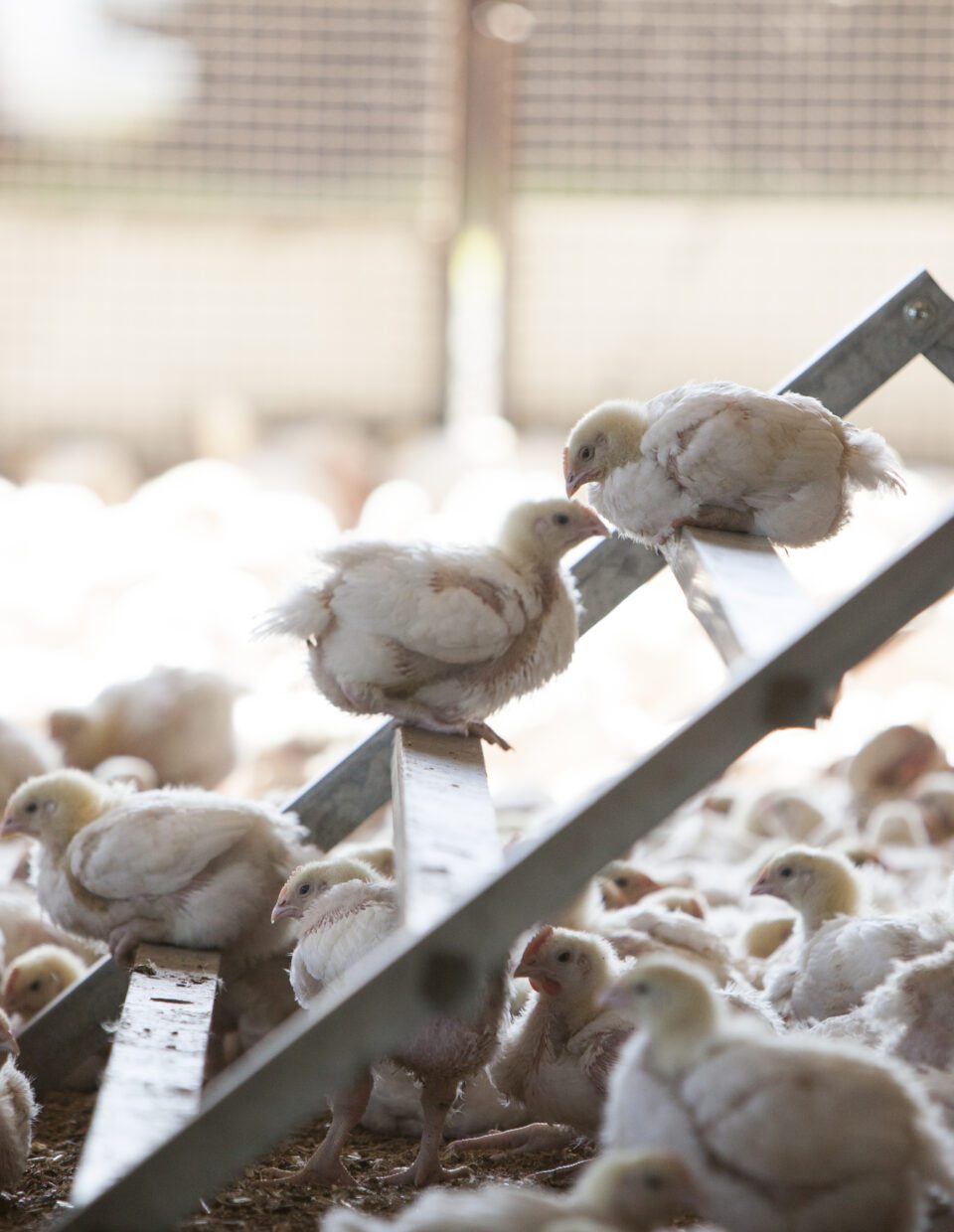 Farm Animal Welfare Certification | RSPCA Certified