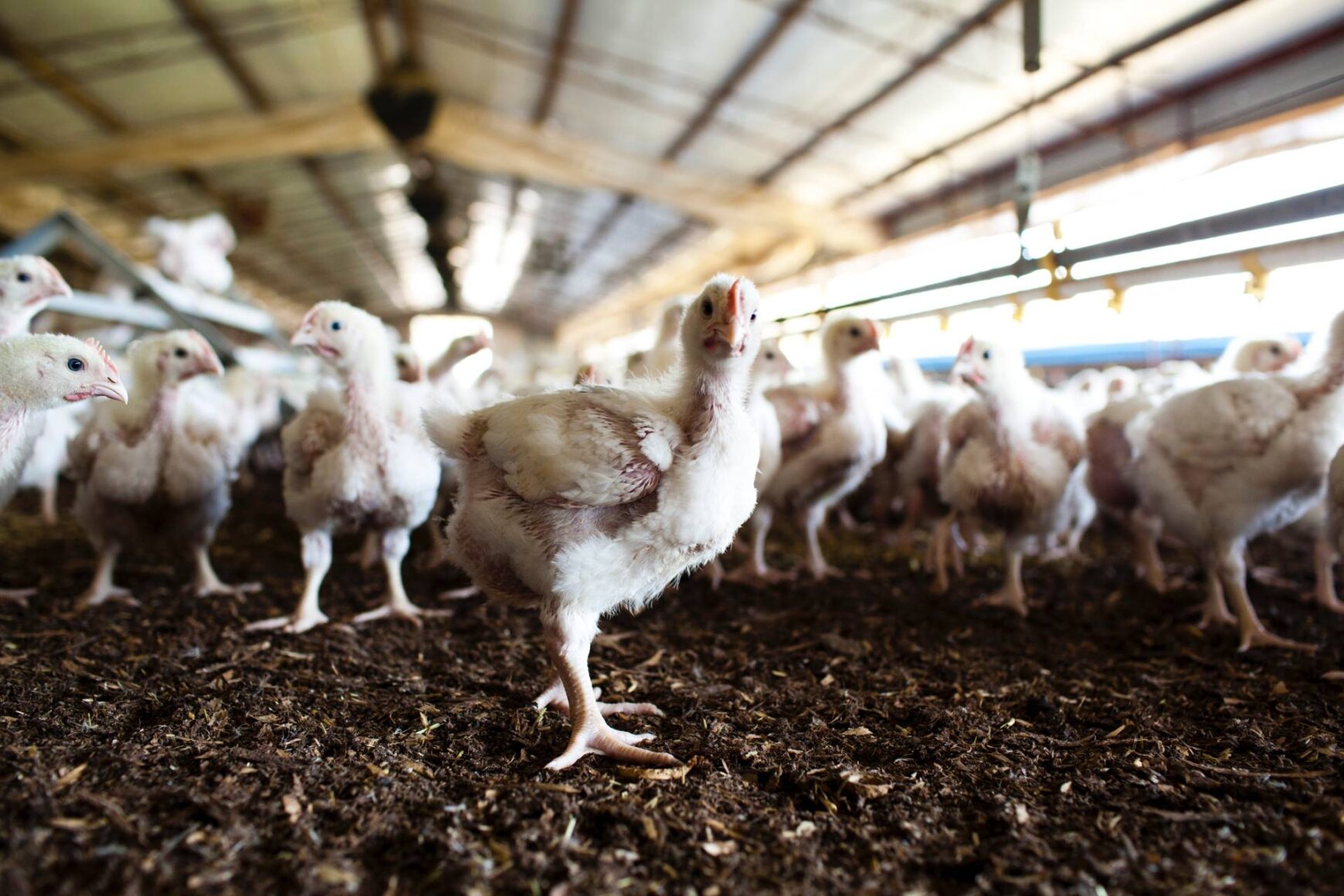 Farm Animal Welfare Australia | RSPCA Certified