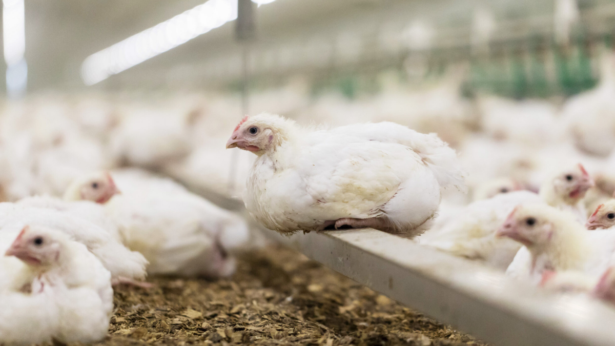 Farm Animal Welfare Certification | RSPCA Certified