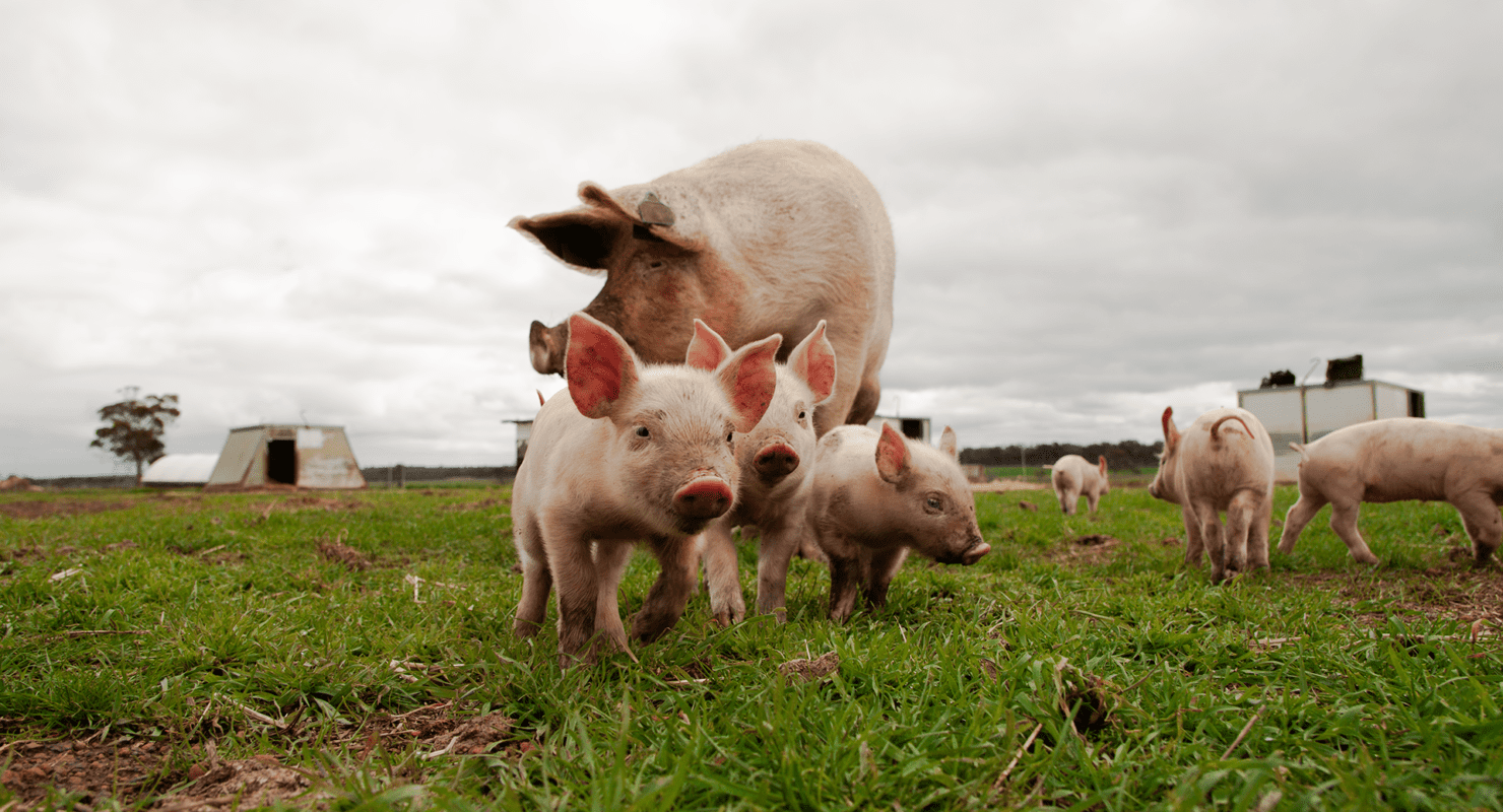 Farm Animal Welfare Certification | RSPCA Certified